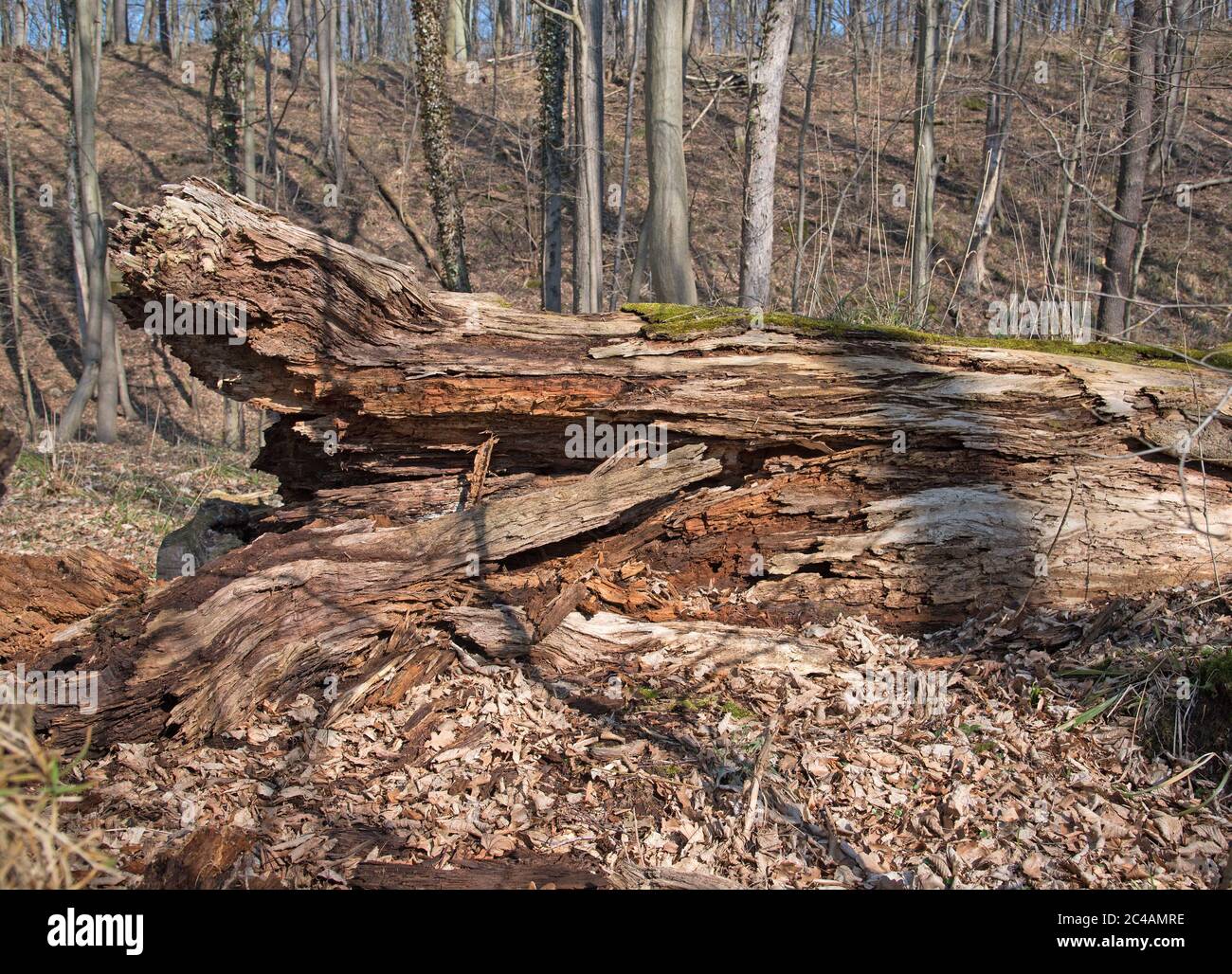 Dead wood in the forest in a close-up Stock Photo - Alamy