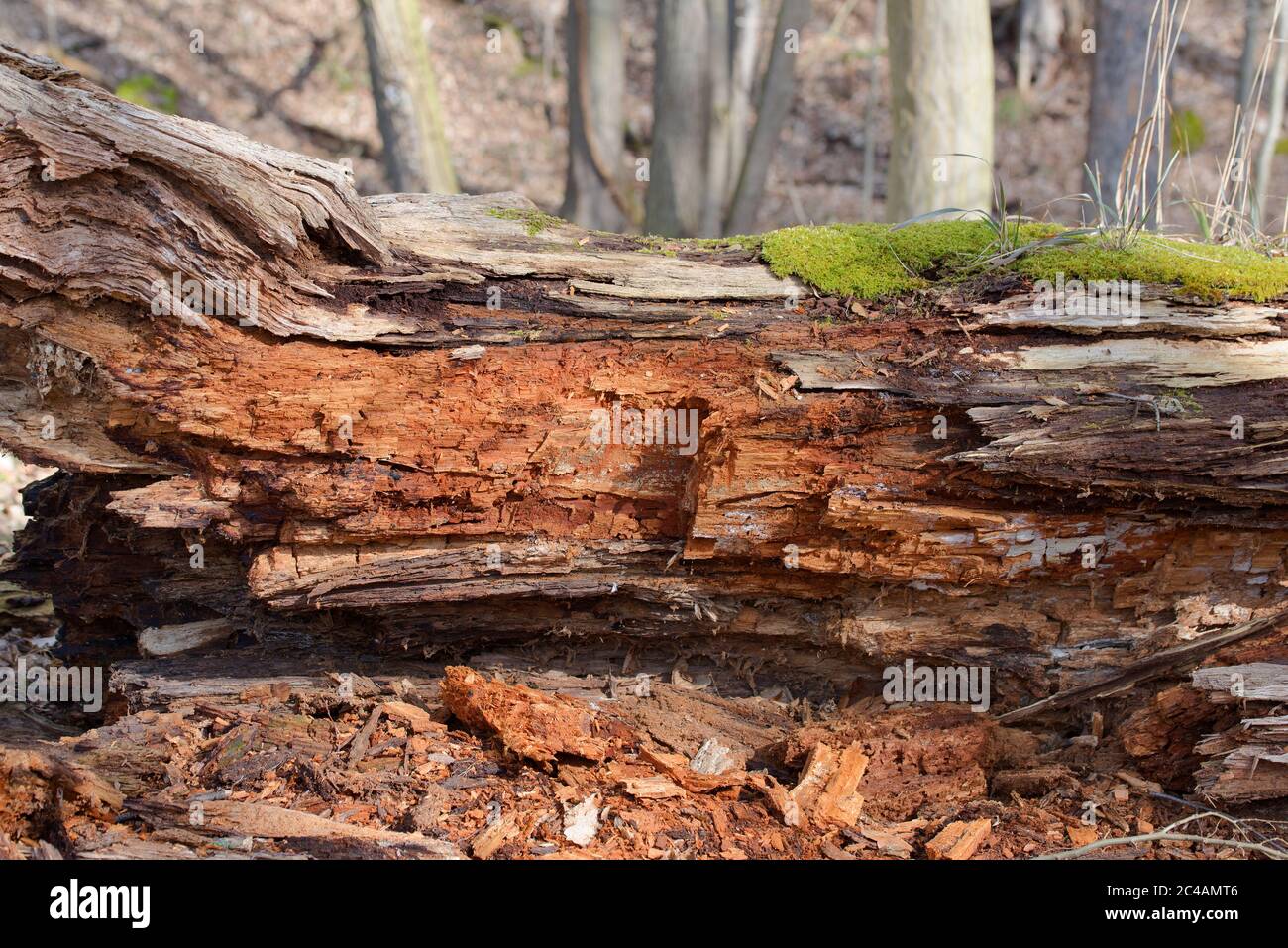 Rotten wood floor hi-res stock photography and images - Alamy