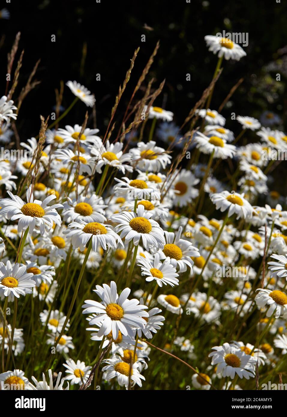 Chelsea girl hi-res stock photography and images - Alamy
