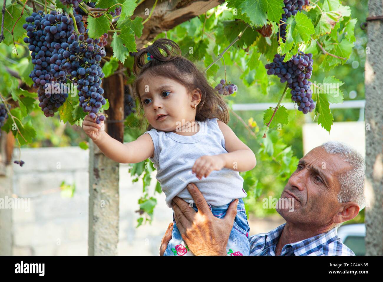 A kid in the hands of her grandpa taking a bunch of grapes Stock Photo ...