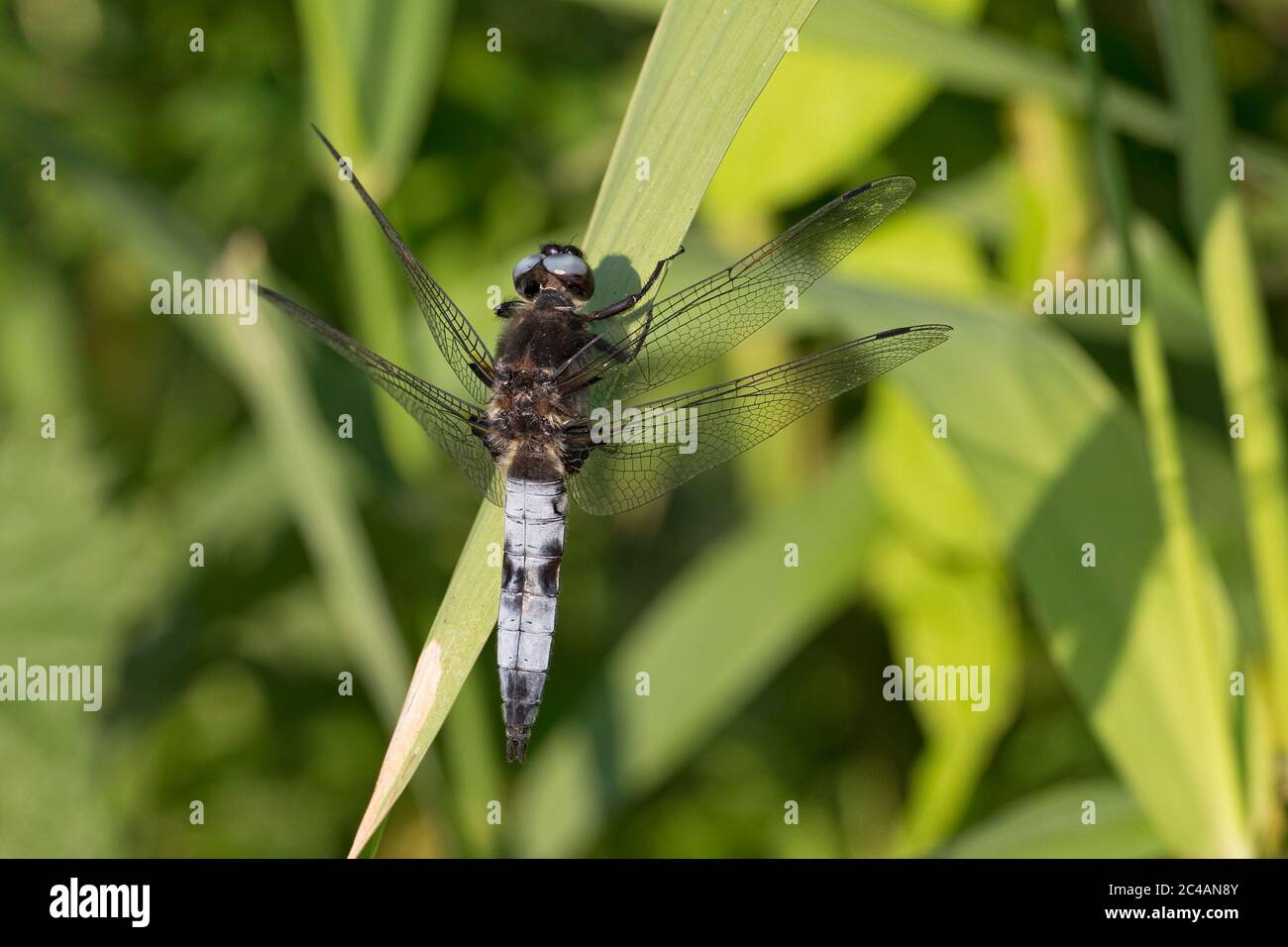 Scarce chasers hi-res stock photography and images - Alamy