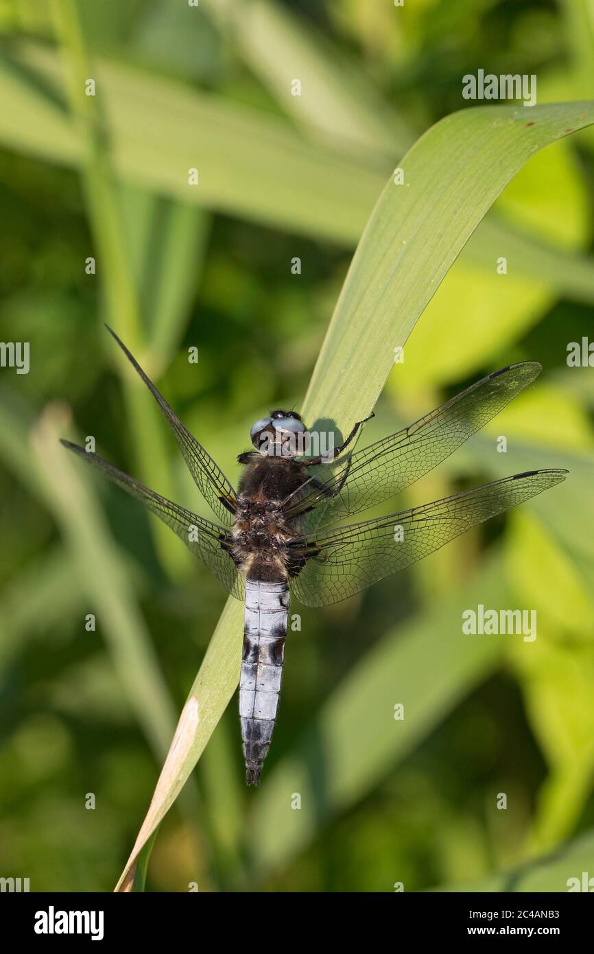 Scarce chaser dragonfly and uk hi-res stock photography and images - Alamy