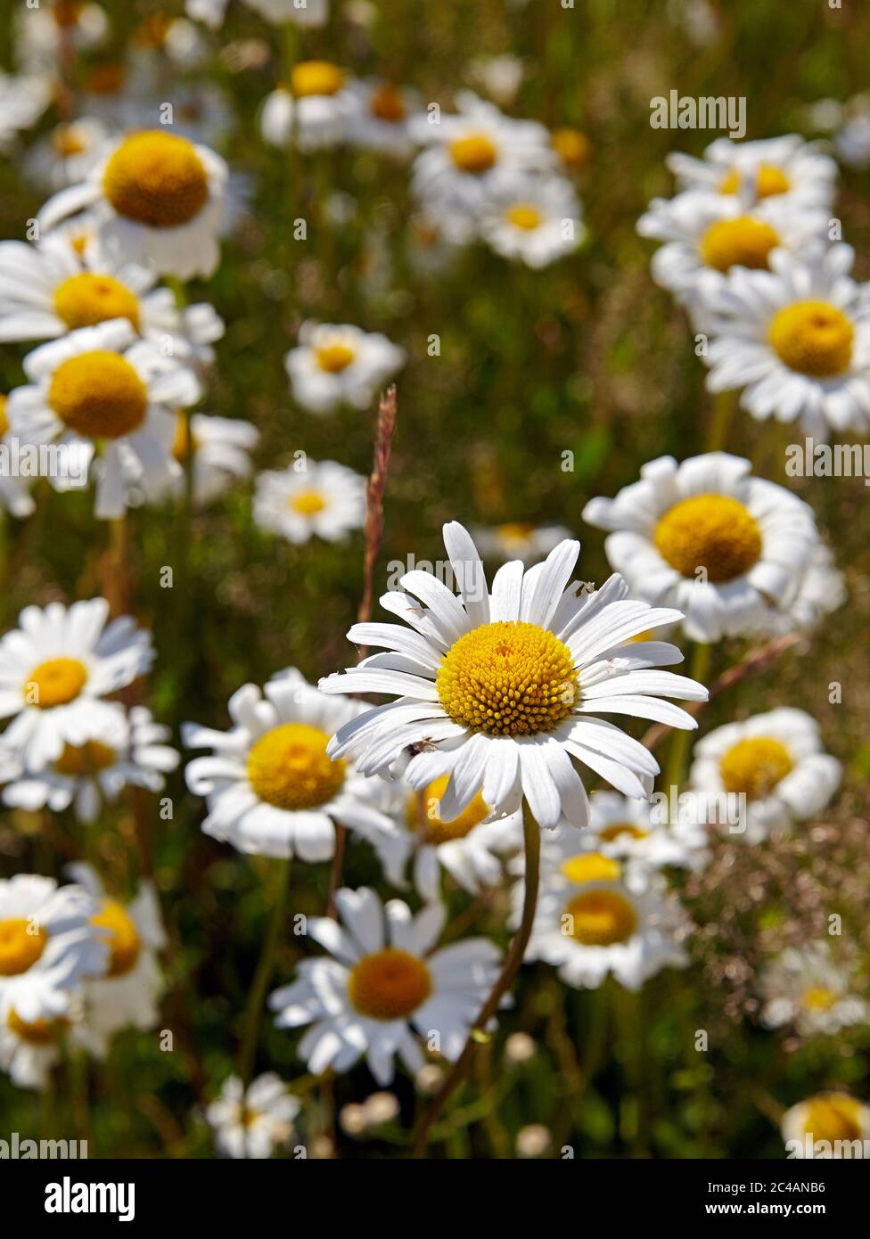 Botanical garden chelsea hi-res stock photography and images - Alamy
