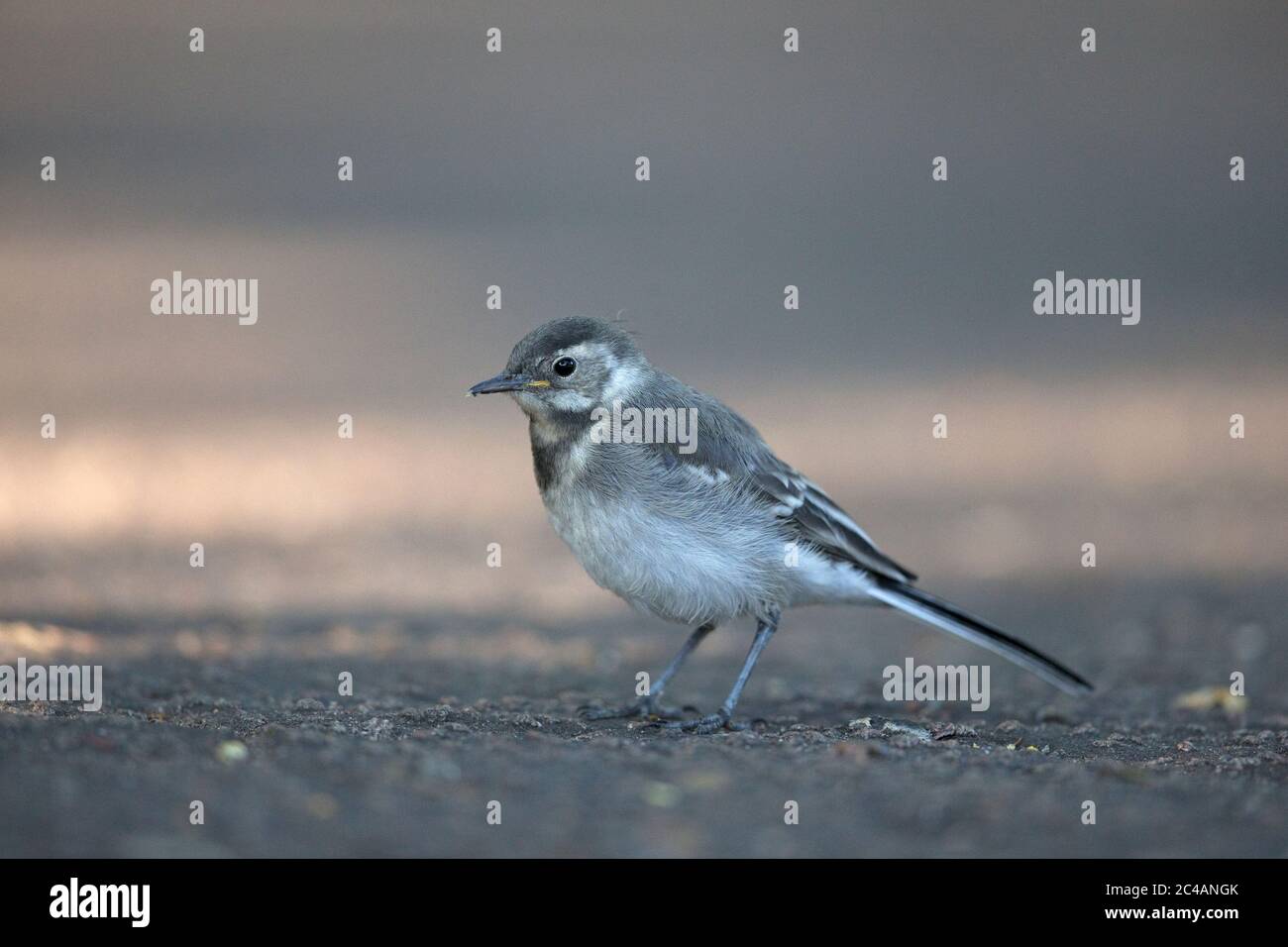 Baby pied wagtail hi-res stock photography and images - Alamy