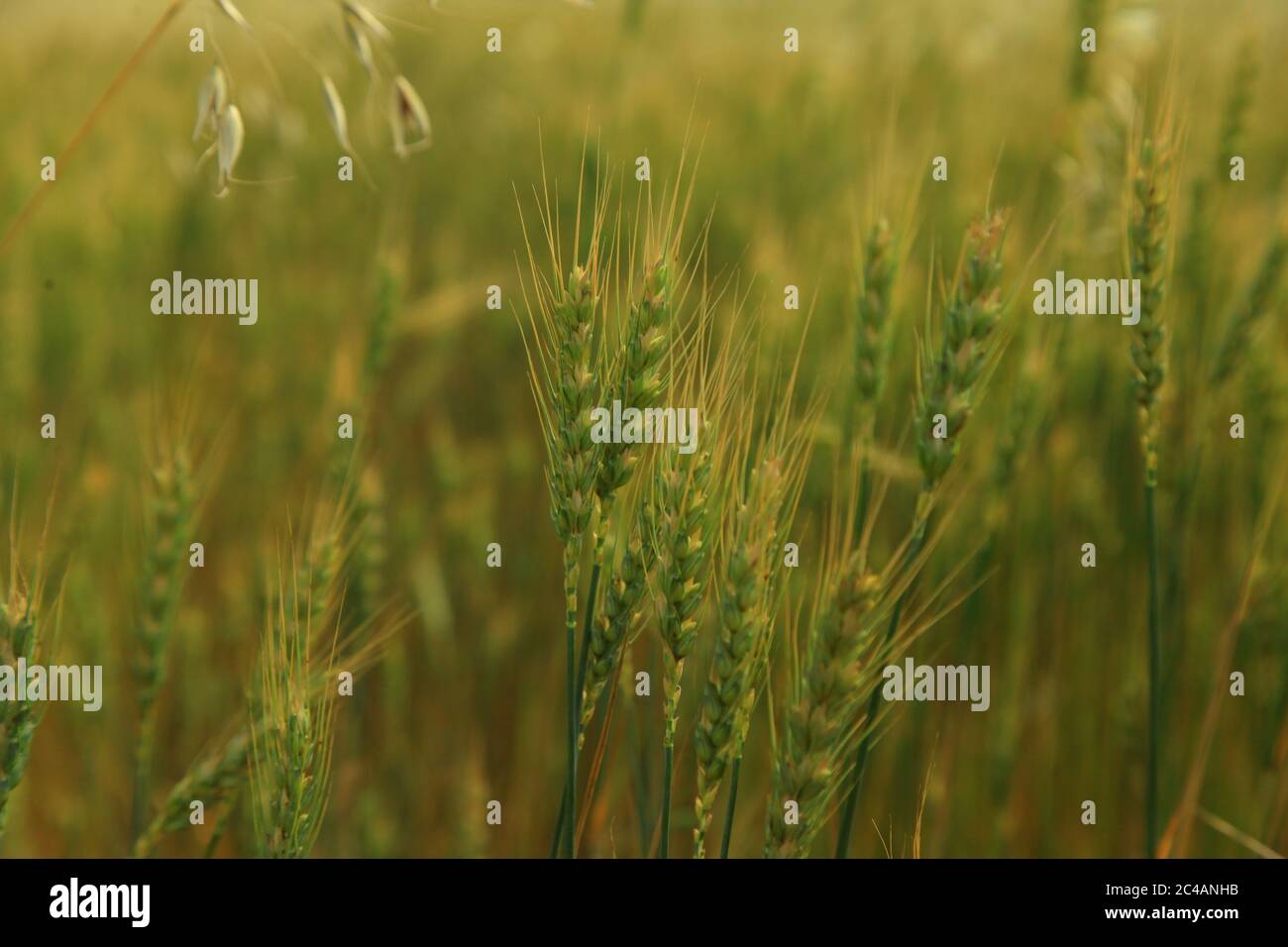 Green wheat plant hi-res stock photography and images - Alamy
