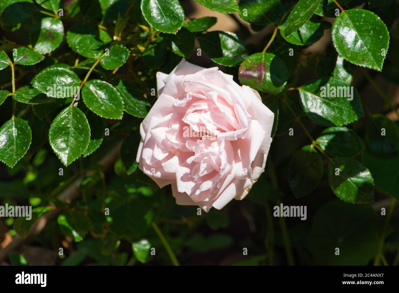 New Dawn rose Stock Photo - Alamy