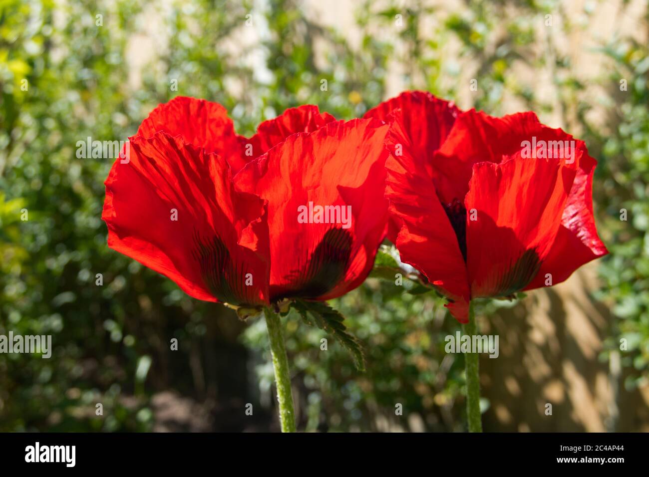 Papaver Beauty of Livermere Stock Photo - Alamy