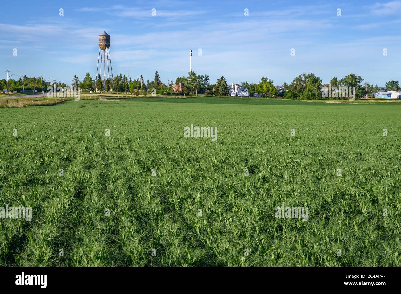 View of a pea field and of the town of Gleichen and its water tower in ...