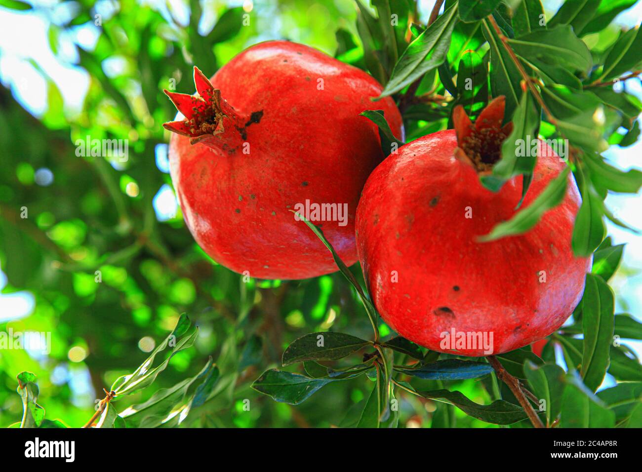 Two pomegranates on tree hi-res stock photography and images - Alamy