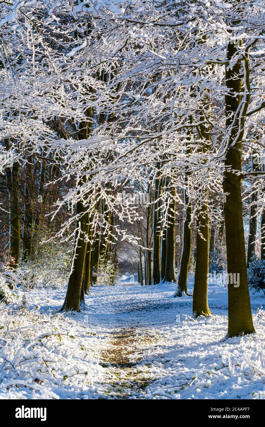 Snow in Rural England, Leicestershire, England Stock Photo - Alamy