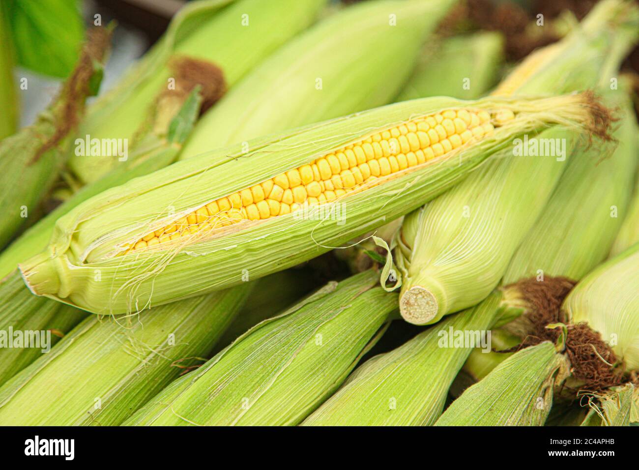 Fresh corn with seeds and green leaves Stock Photo - Alamy