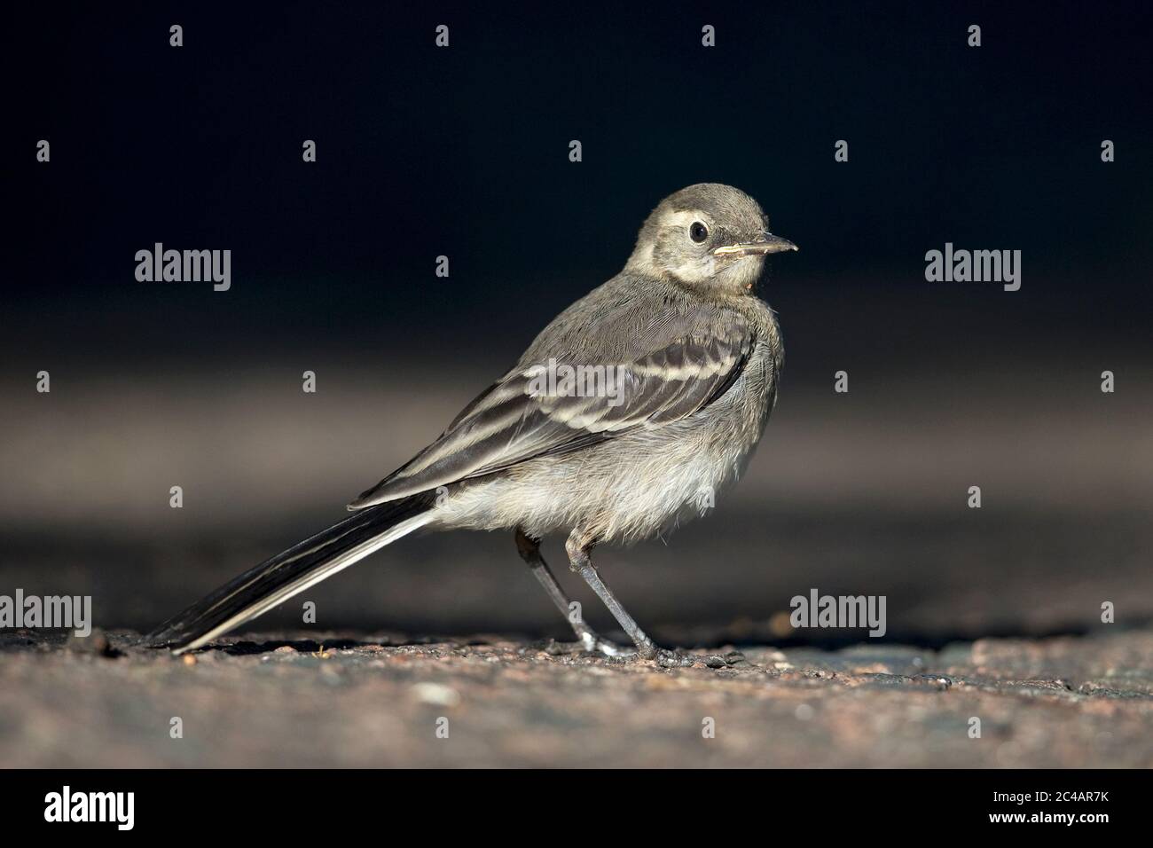 Baby pied wagtail hi-res stock photography and images - Alamy