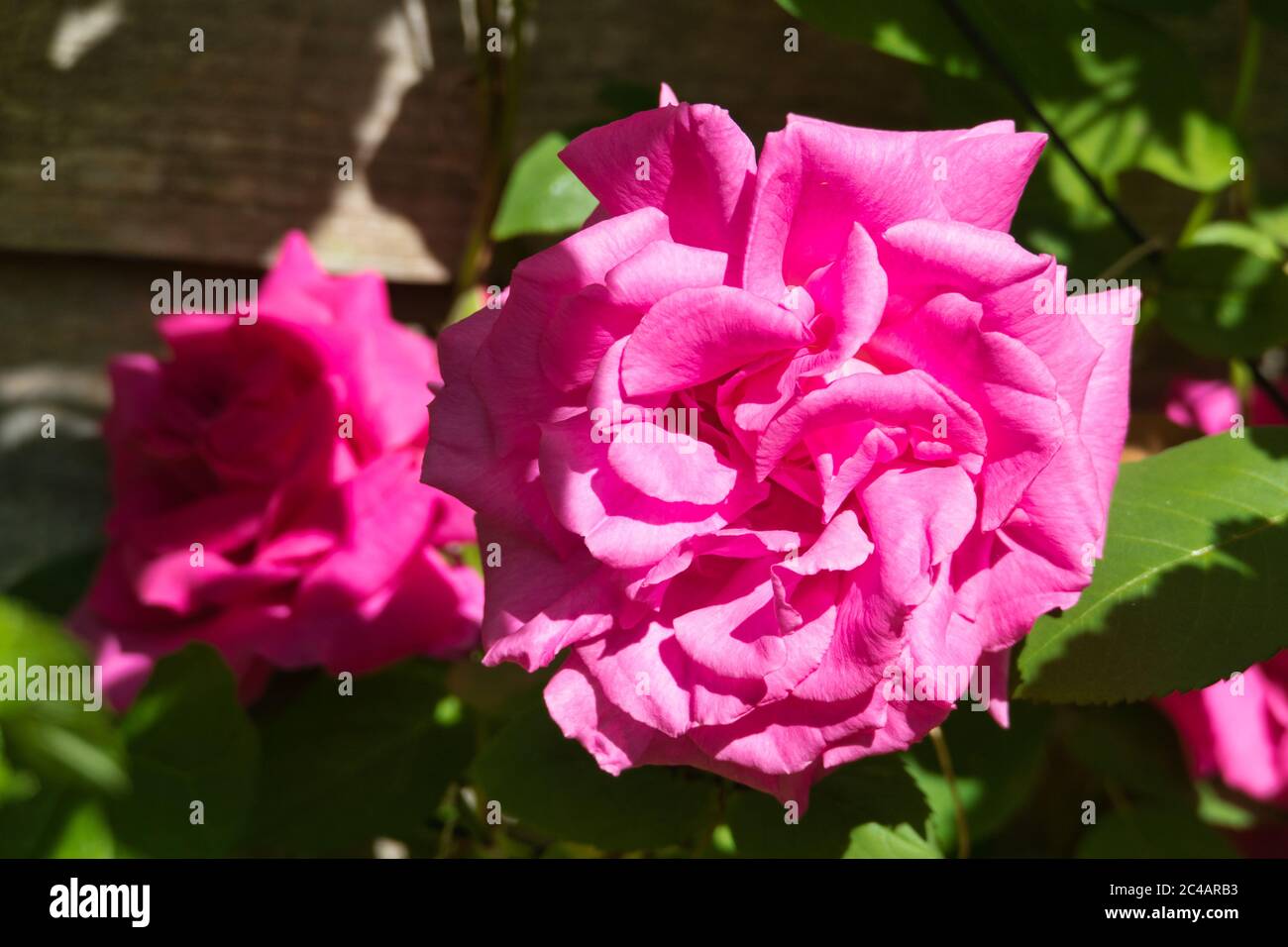 zephirine drouhin Rose Stock Photo - Alamy