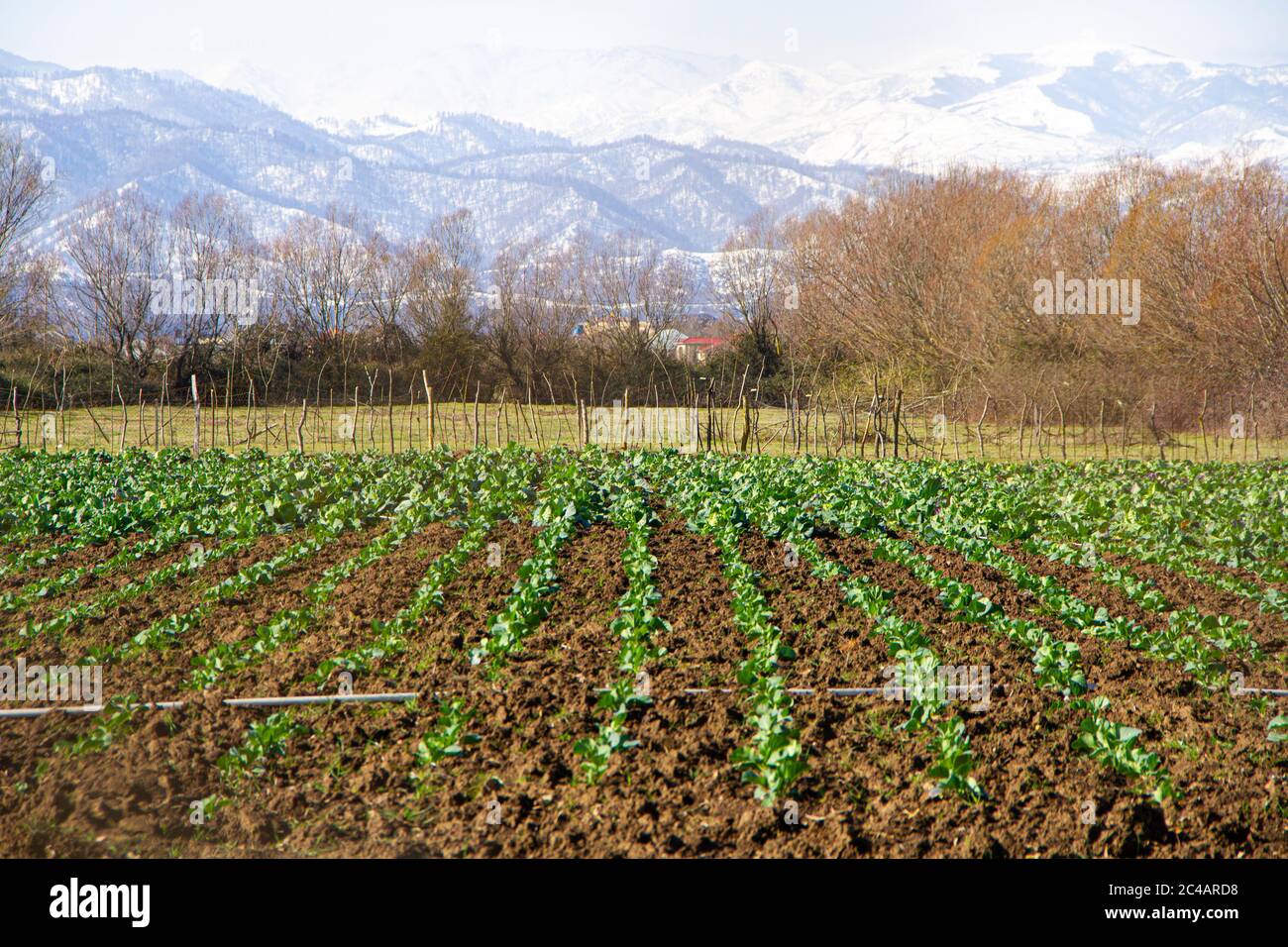Green vegetable farming across high mountains Stock Photo - Alamy