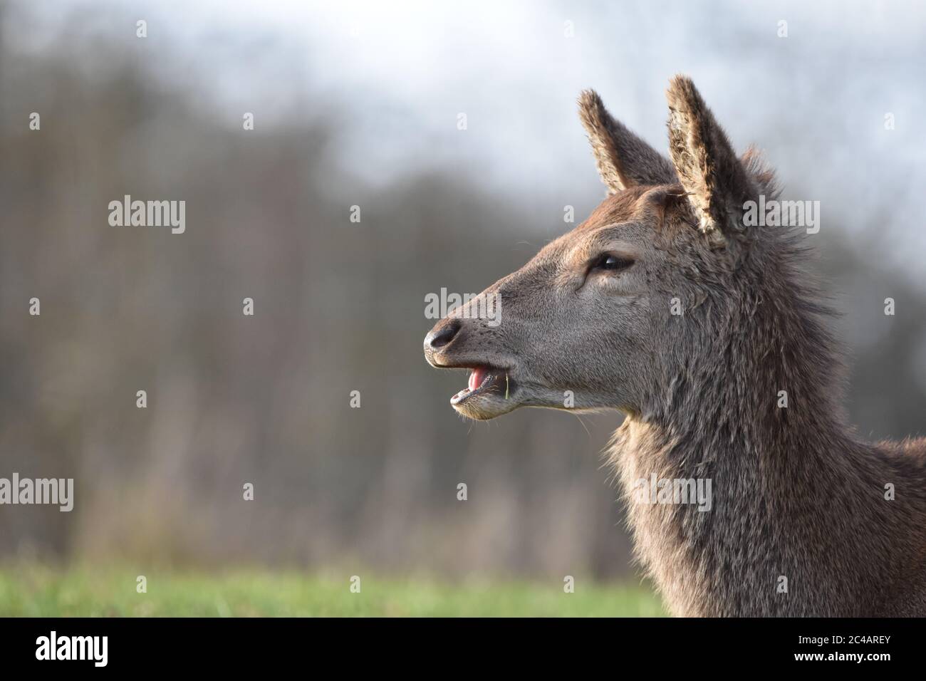 A deer on look out Stock Photo - Alamy