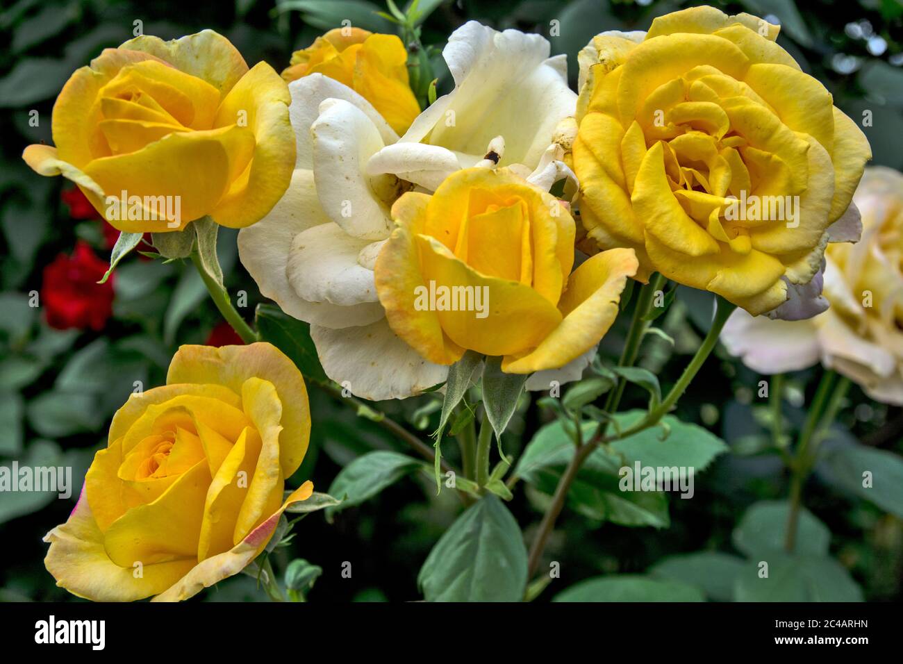 A beautiful blooming garden rose captivates with its appearance, color ...