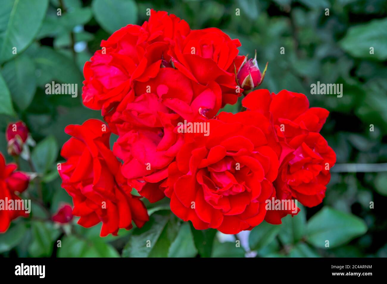 A beautiful blooming garden rose captivates with its appearance, color ...