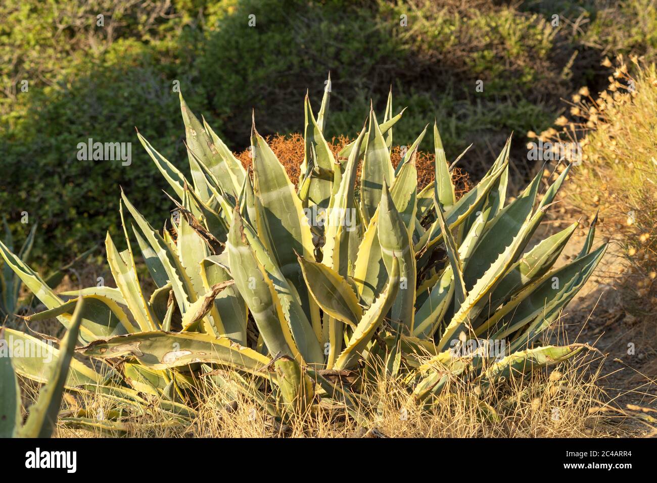 One meter tall Agave Americana plant (Variegated Agave) on a summer day ...