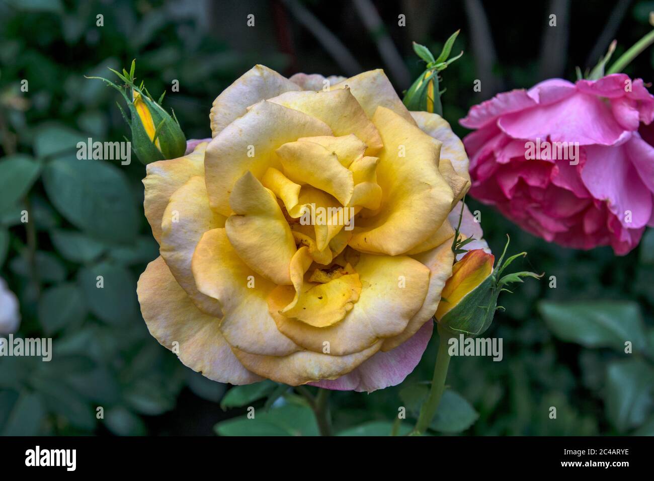 A beautiful blooming garden rose captivates with its appearance, color ...