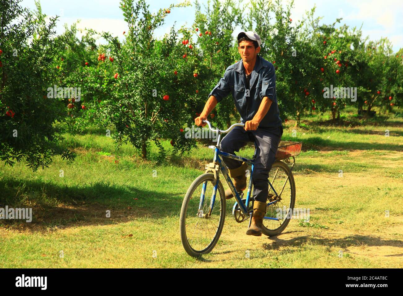 A farmer riding bicycle in the plantation Stock Photo - Alamy