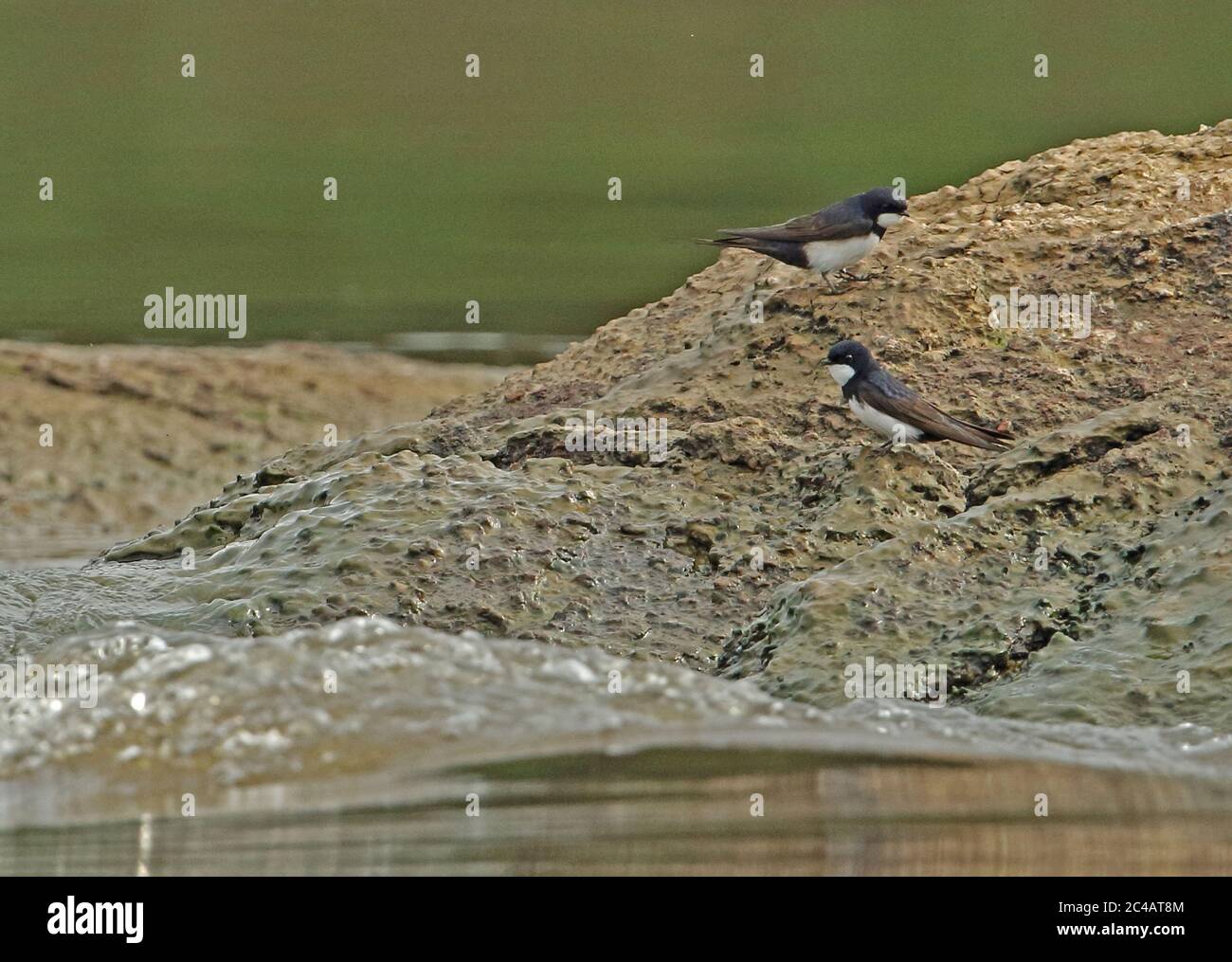 Atticora melanoleuca hi-res stock photography and images - Alamy