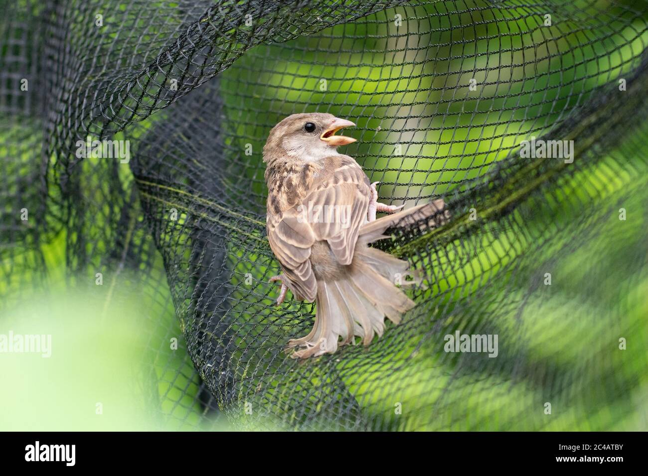 Netting brassica hi-res stock photography and images - Alamy