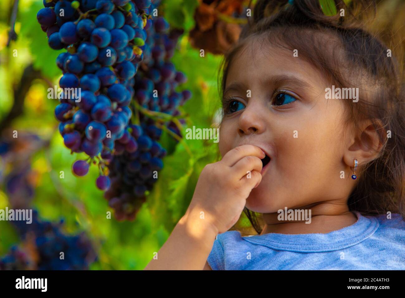 A kid eating black grapes from the branch Stock Photo - Alamy