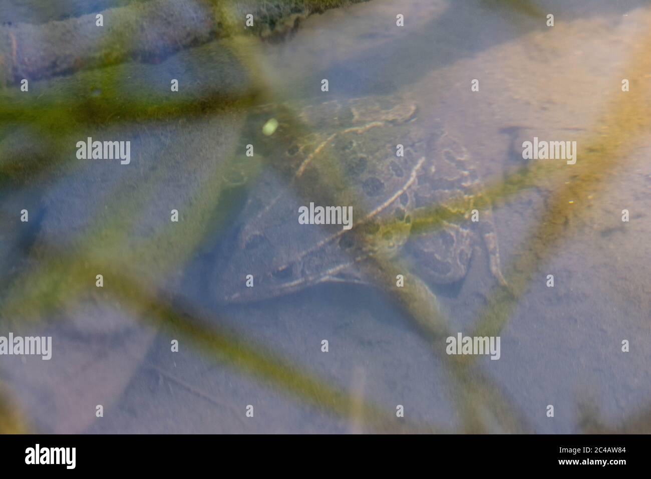 Northern Leopard Frog (Lithobates pipiens) from Jefferson County ...