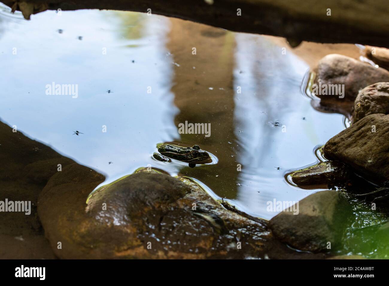 Northern Leopard Frog (Lithobates pipiens) from Jefferson County ...