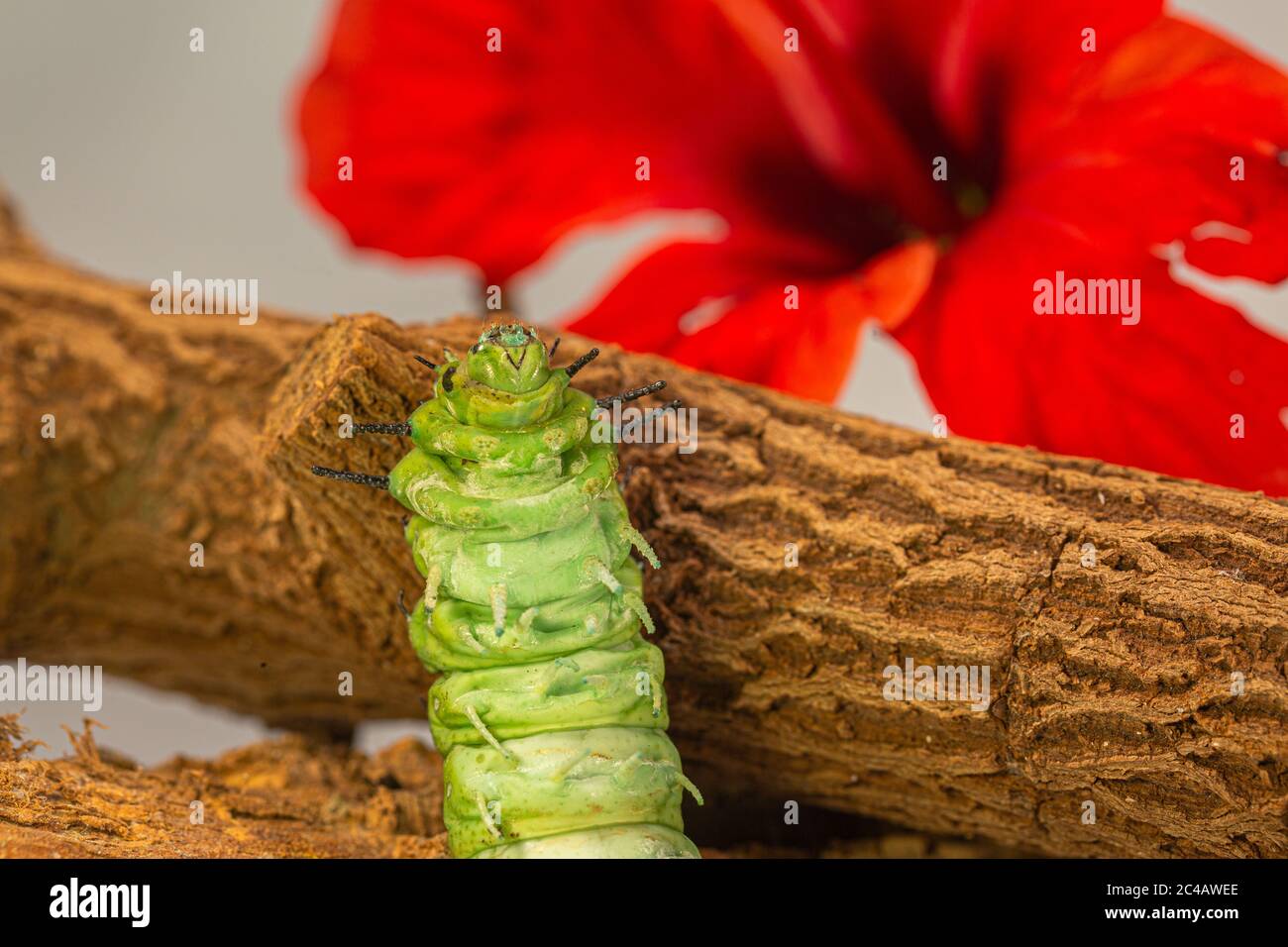 A large green worm crawls near the red flower Stock Photo - Alamy