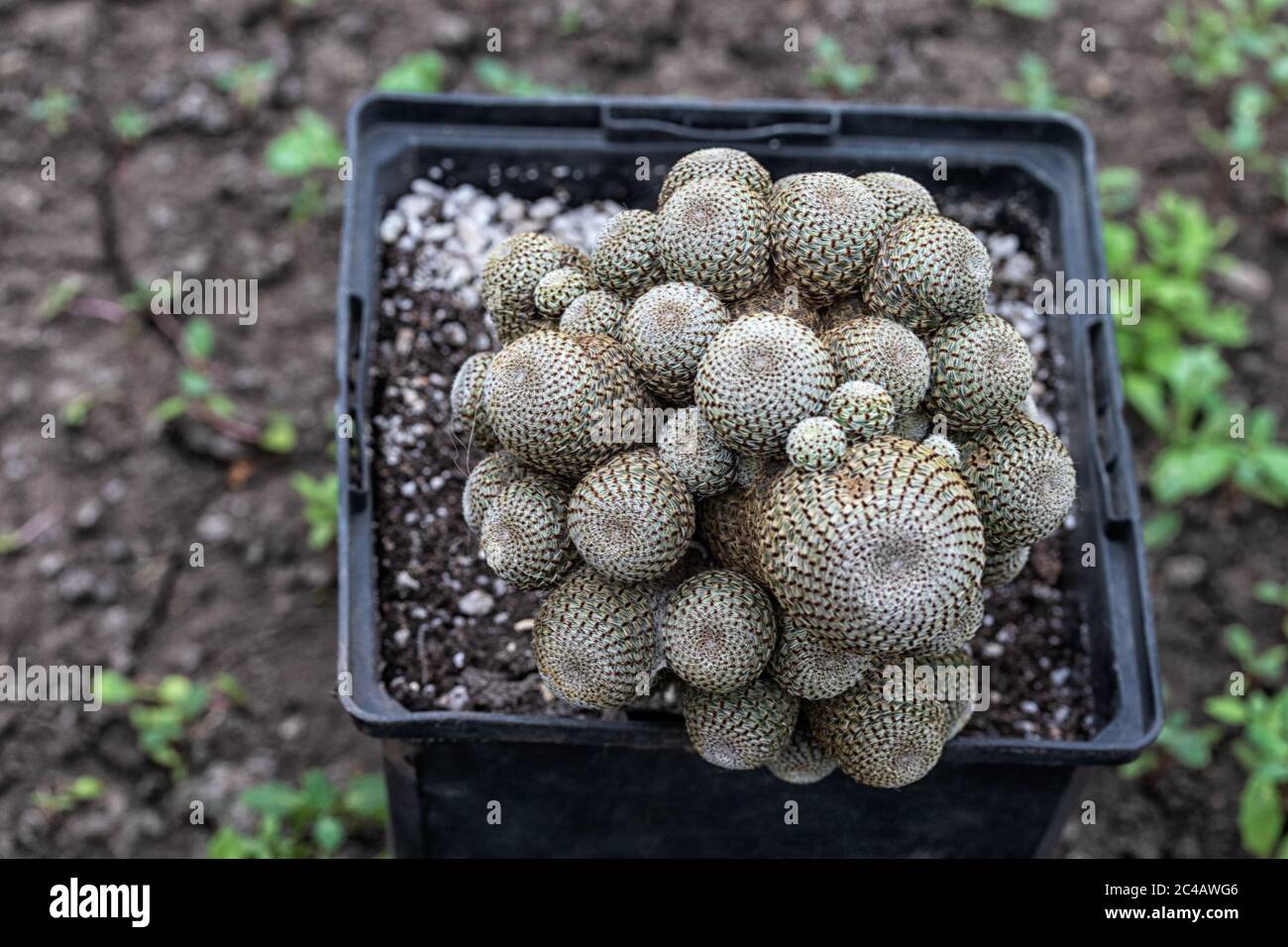 Sphere cactus hi-res stock photography and images - Alamy