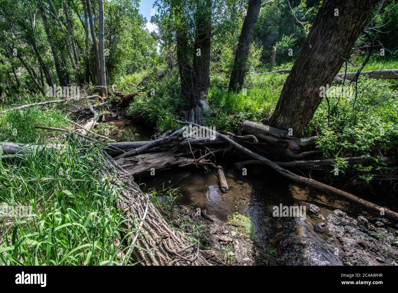 Movement corridor habitat of the Northern Leopard Frog (Lithobates ...
