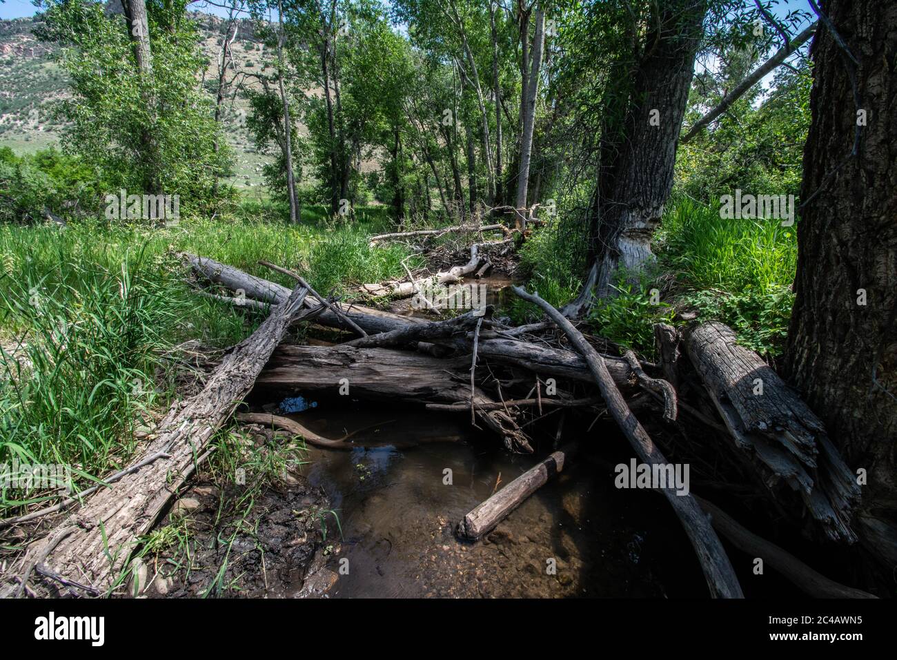 Movement corridor habitat of the Northern Leopard Frog (Lithobates ...