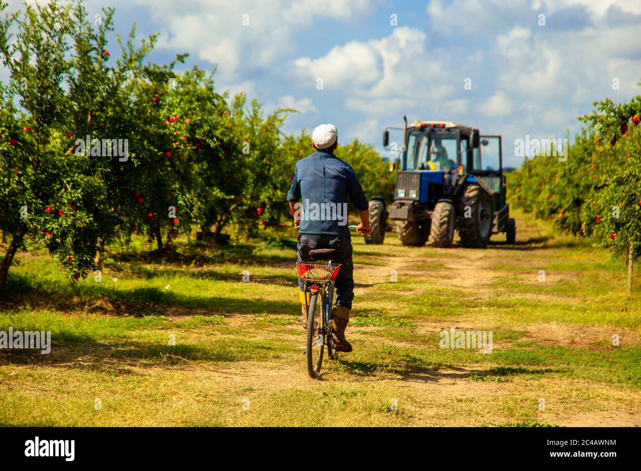 Riding a bike an driving a tractor in the plantation Stock Photo - Alamy