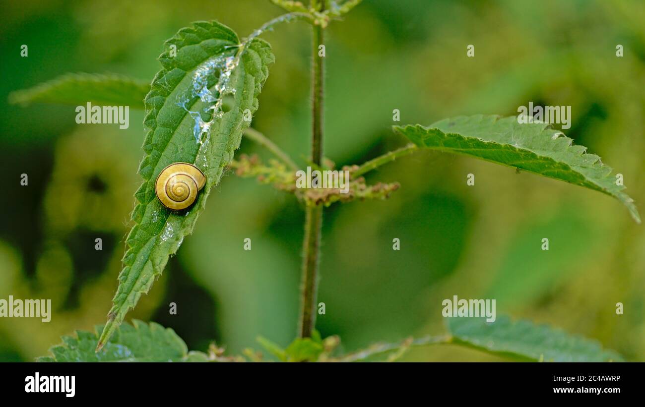 Snail Trail High Resolution Stock Photography and Images - Alamy