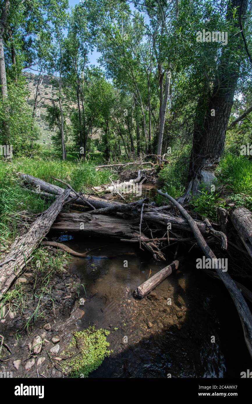 Movement corridor habitat of the Northern Leopard Frog (Lithobates ...