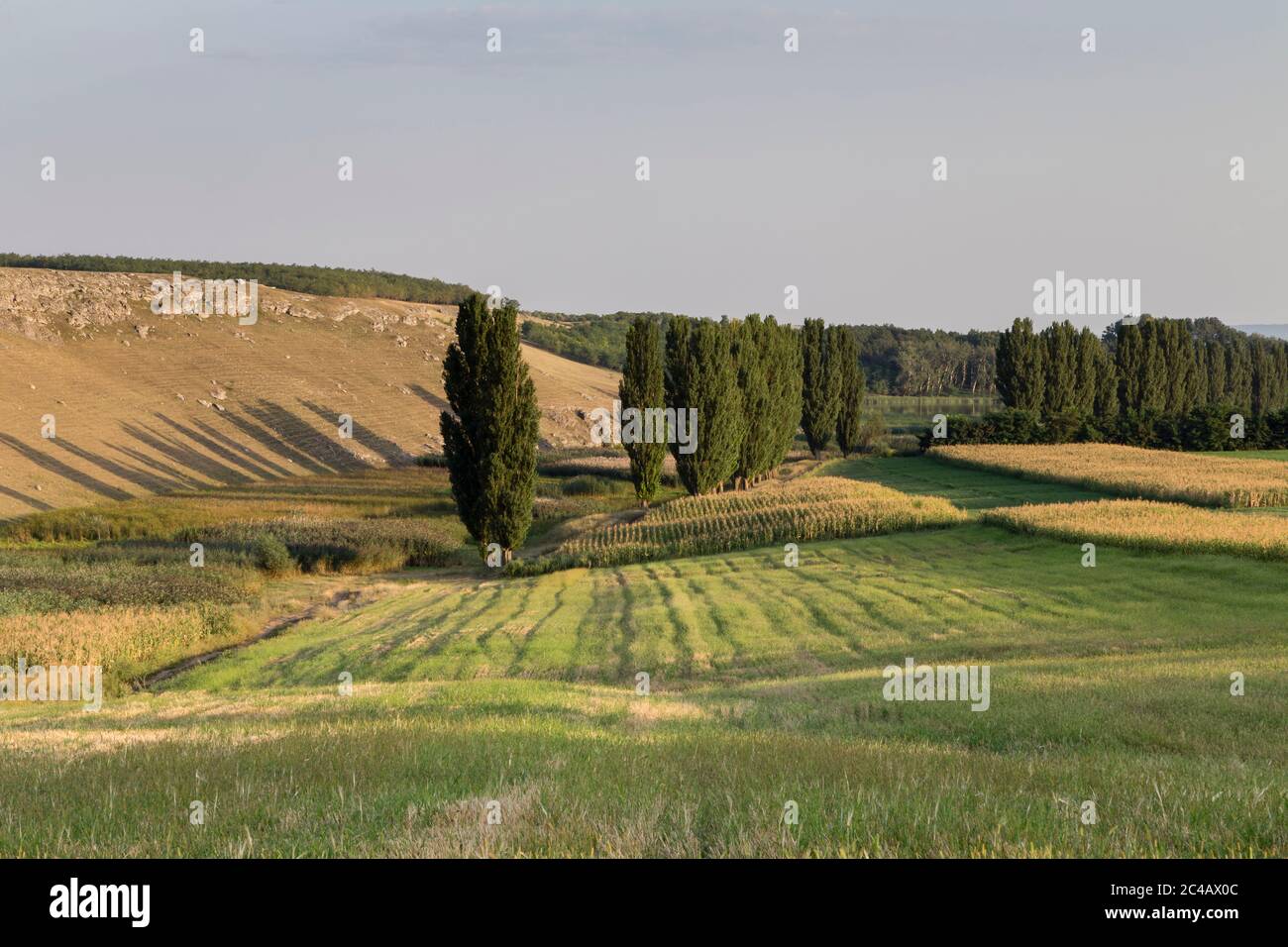 Bolles poplar hi-res stock photography and images - Alamy