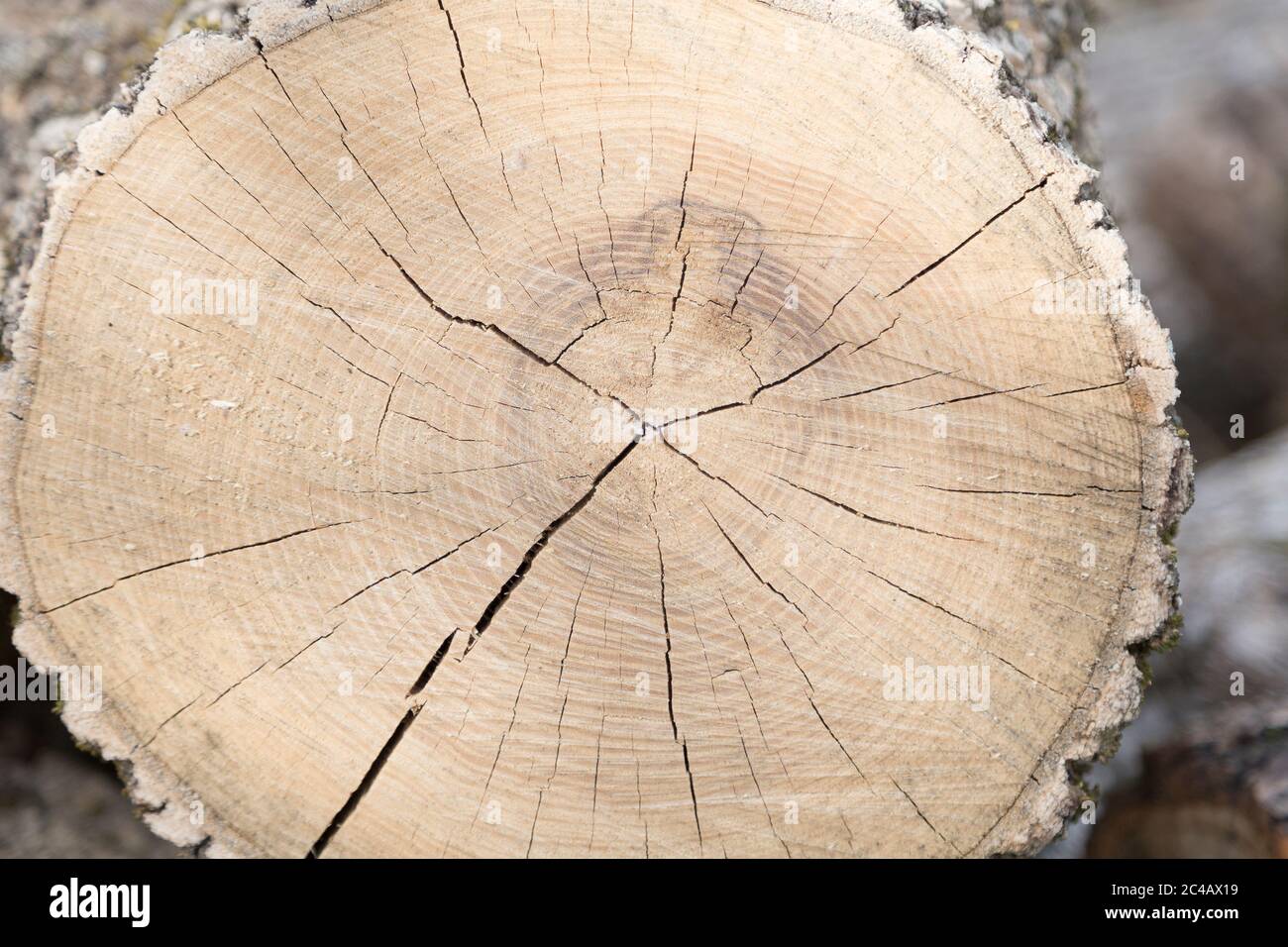 Cut of a tree. Annual rings of tree. Close-up Stock Photo - Alamy