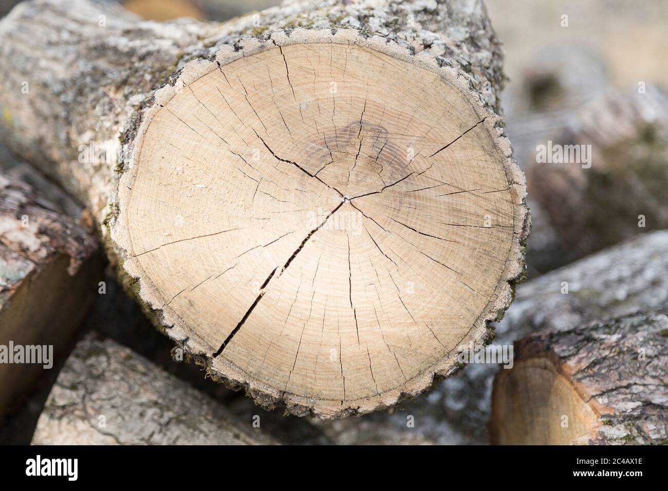 Cut of a tree. Annual rings of tree. Close-up Stock Photo - Alamy