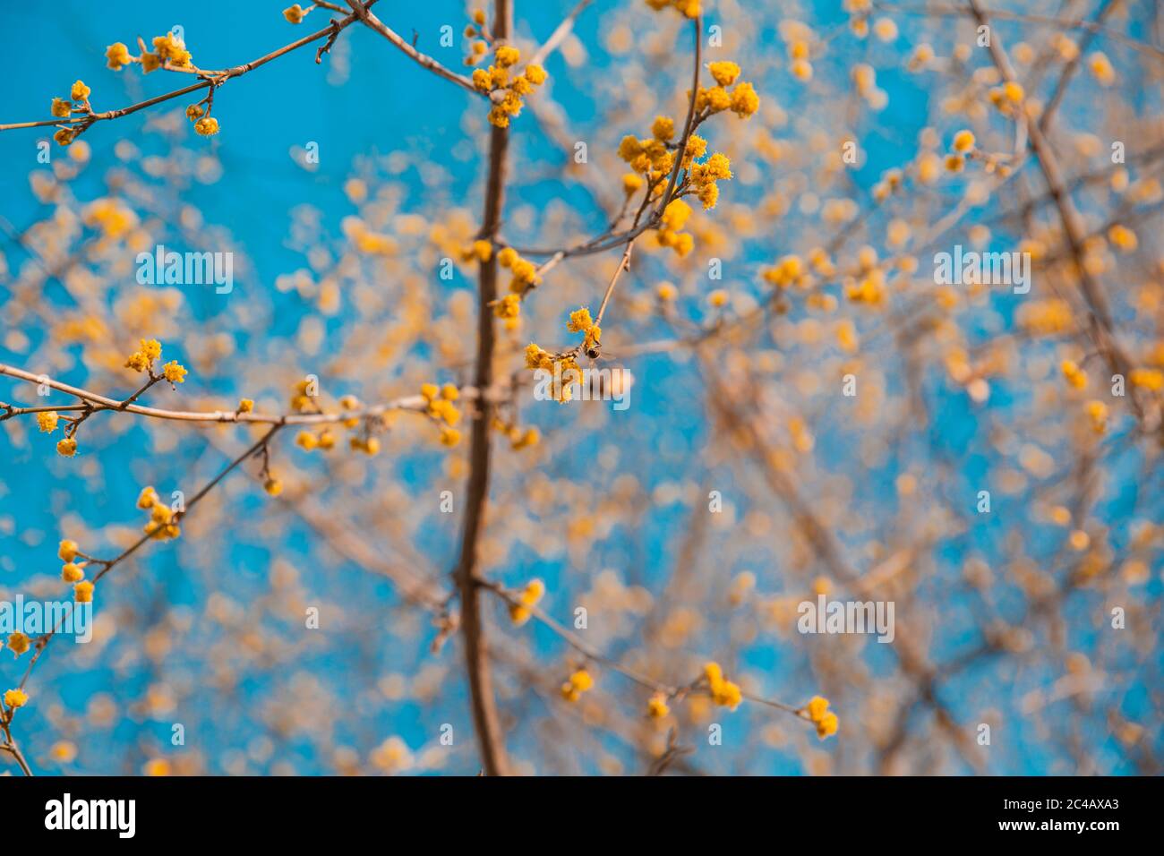 Yellow blossoms on the branches of a tree Stock Photo - Alamy