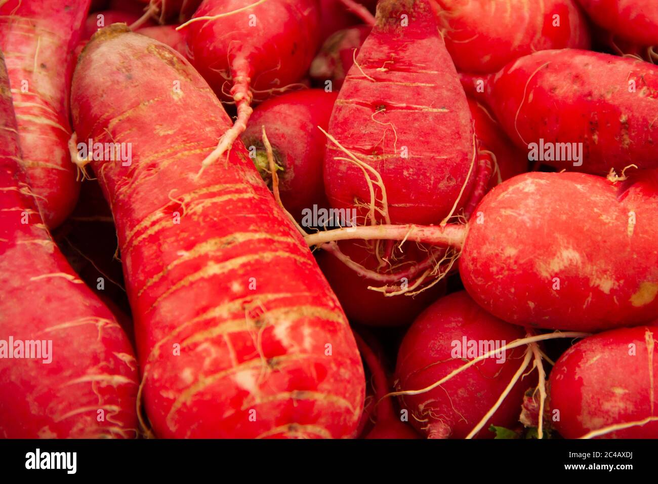 Red long radishes in the grocery stock Stock Photo - Alamy
