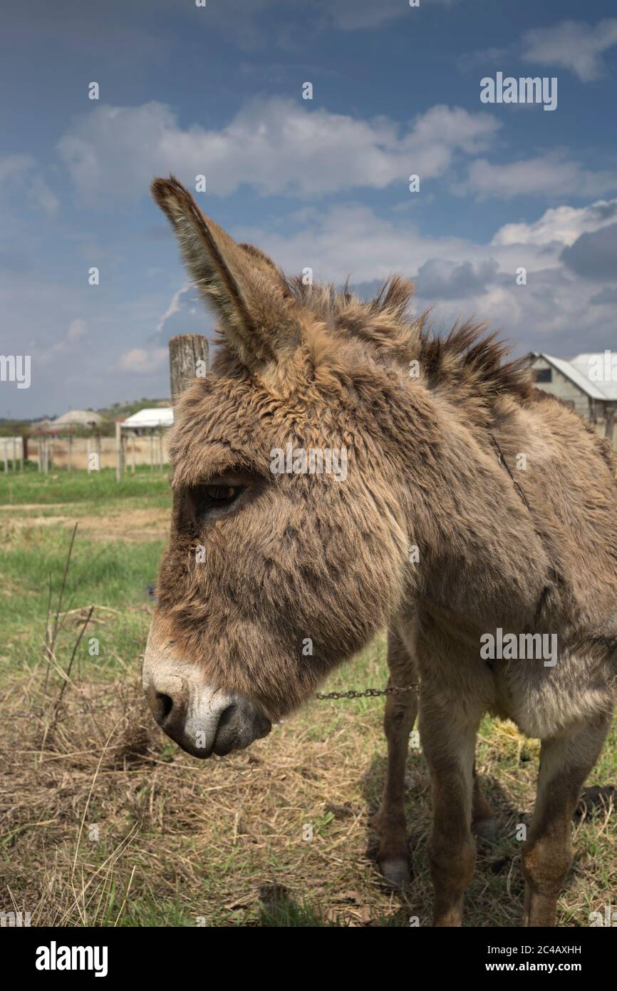 Donkey close up hi-res stock photography and images - Alamy
