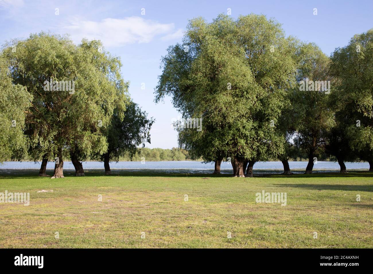 Big willow trees in the meadow. The river is located behind the trees ...