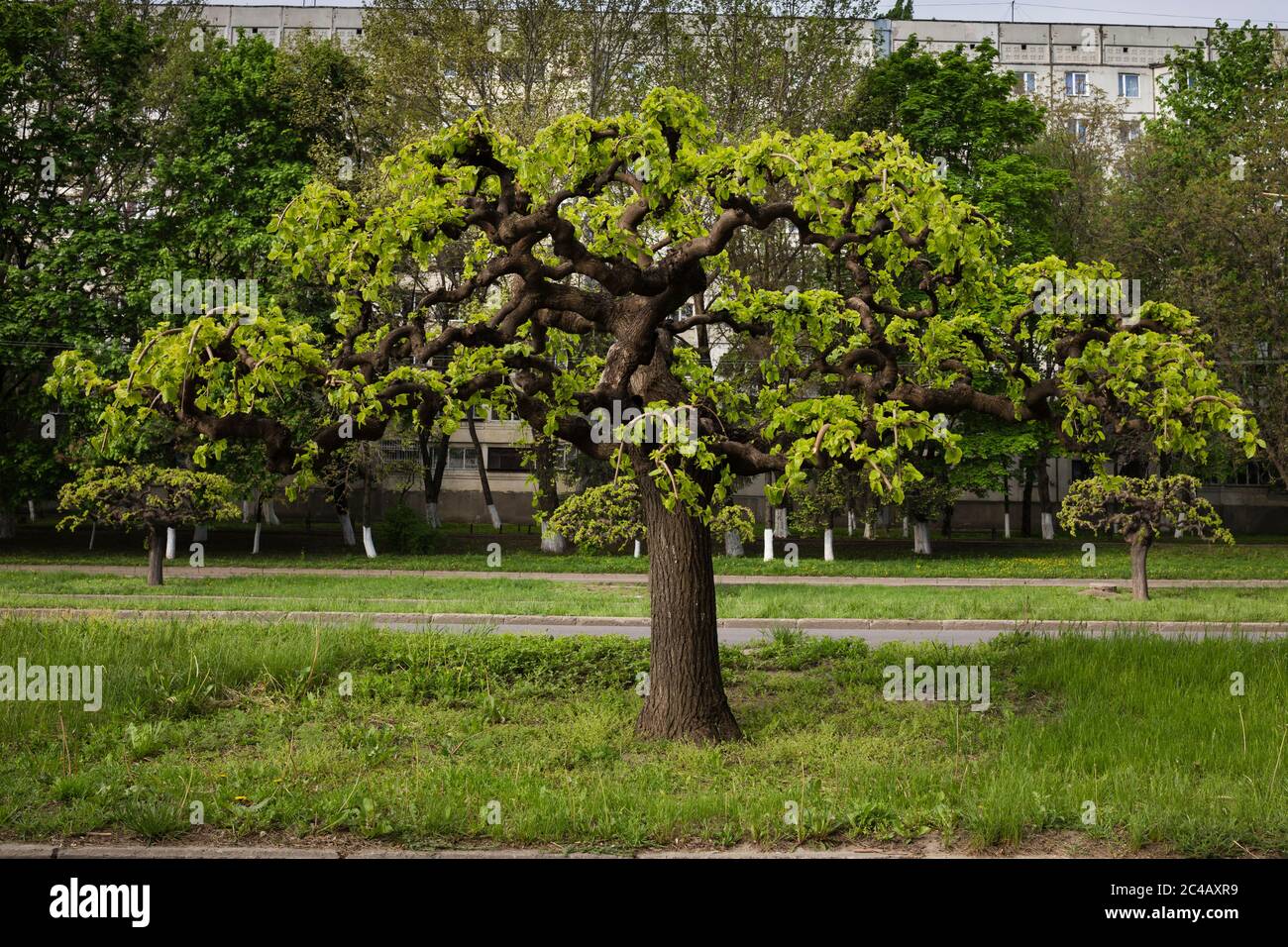 Lonely mulberry tree. The old tree located on the avenue in the city ...