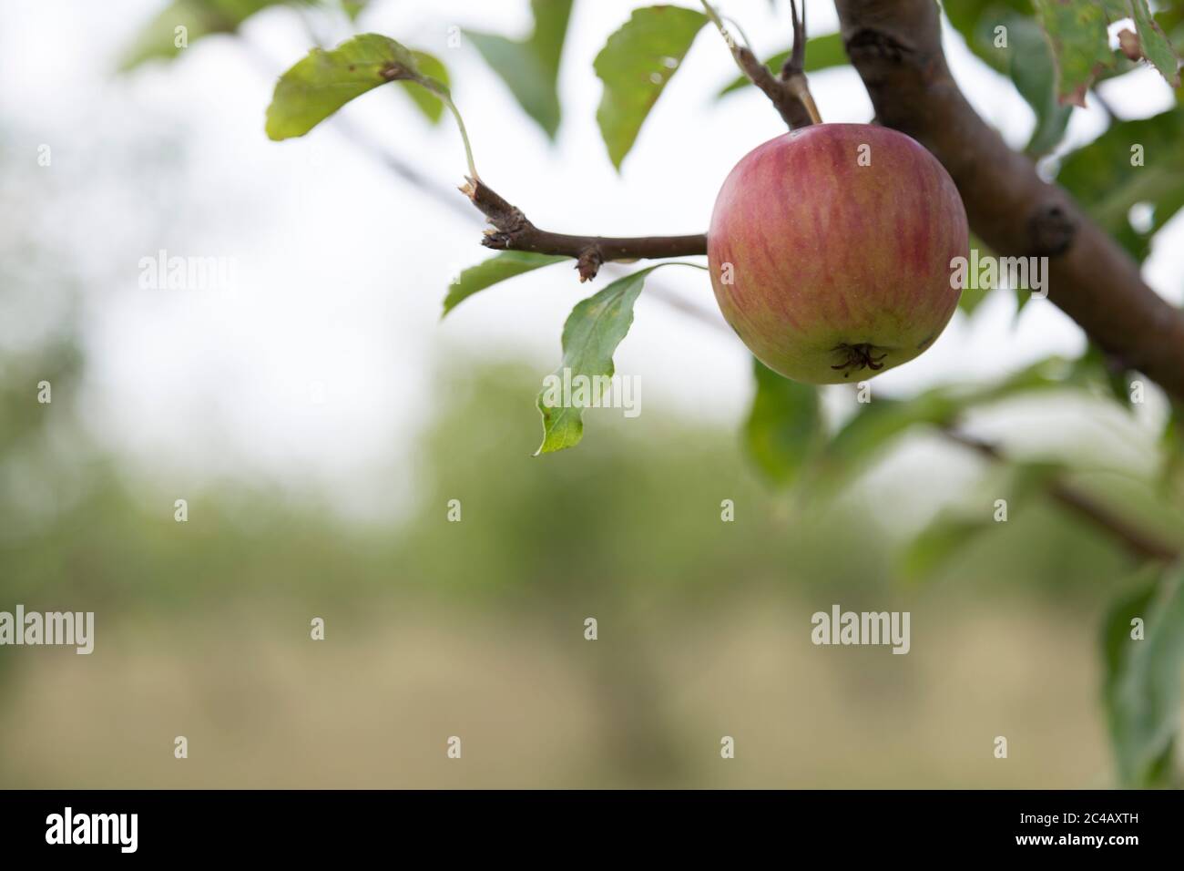 One Single red apple hanging from a branch. It againsts a blurred ...