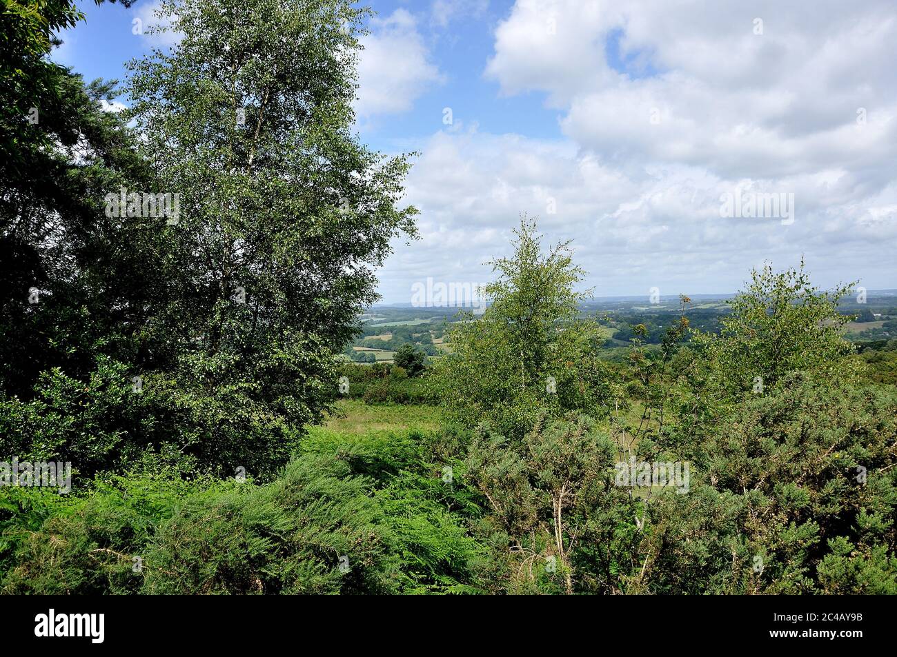 A View of Ashdown Forest uk Stock Photo - Alamy