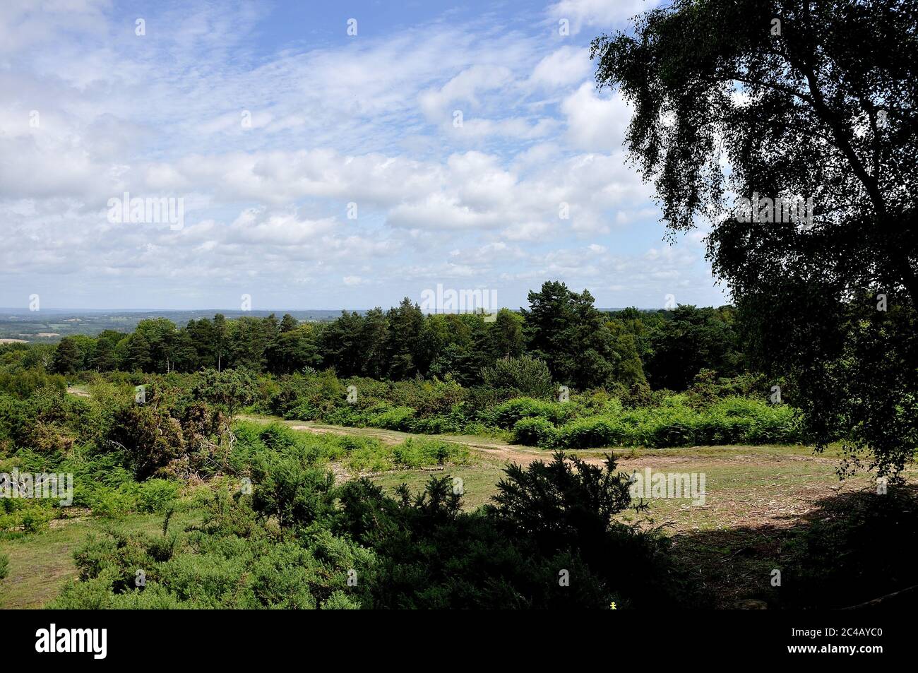 A View of Ashdown Forest uk Stock Photo - Alamy