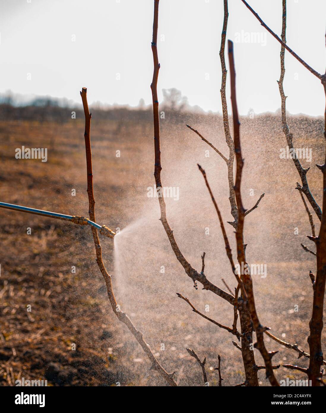 Irrigation of a new planted tree in the farm Stock Photo - Alamy