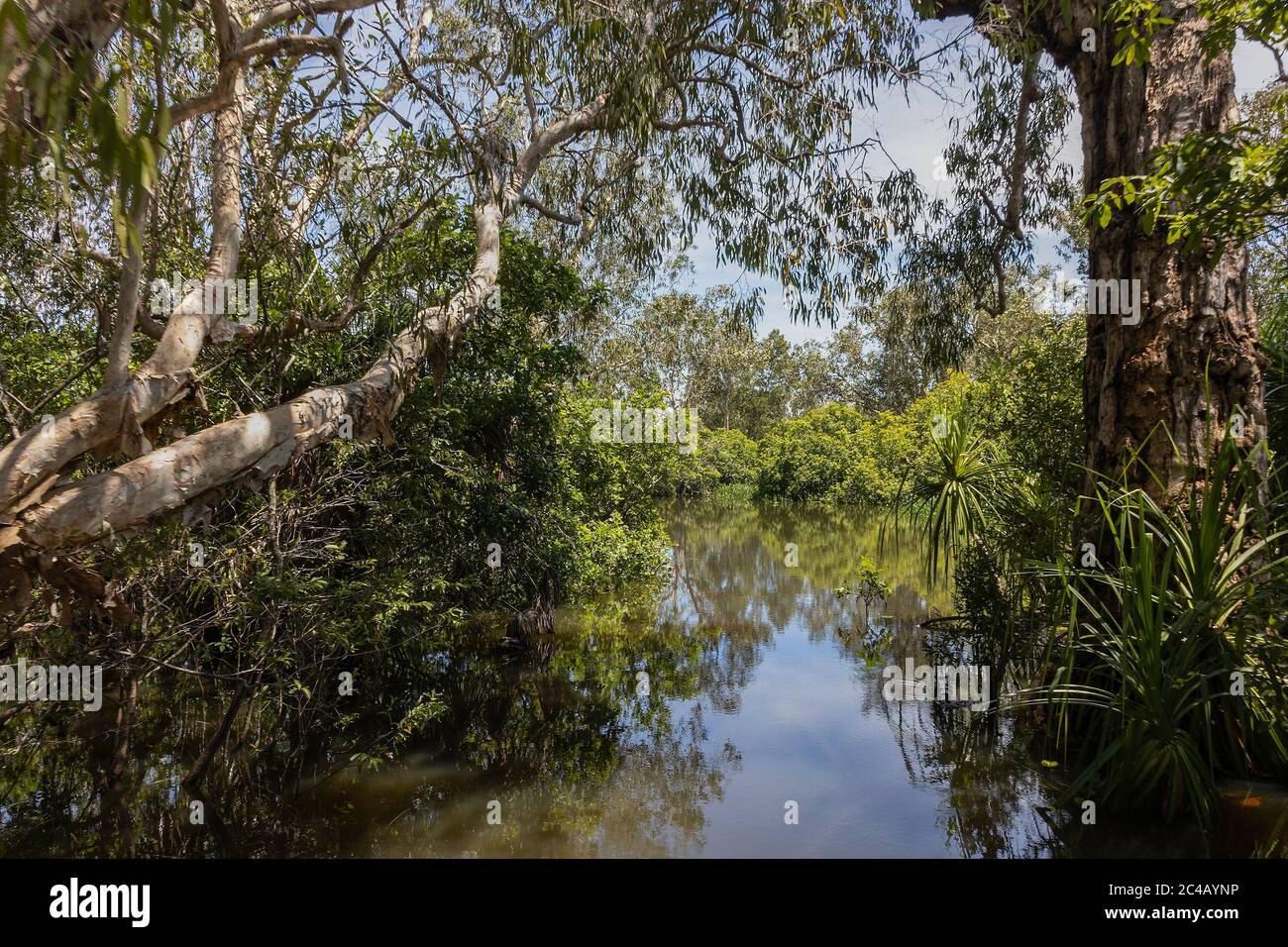 Dense trees and lush vegetation near the water are a typical landscape ...