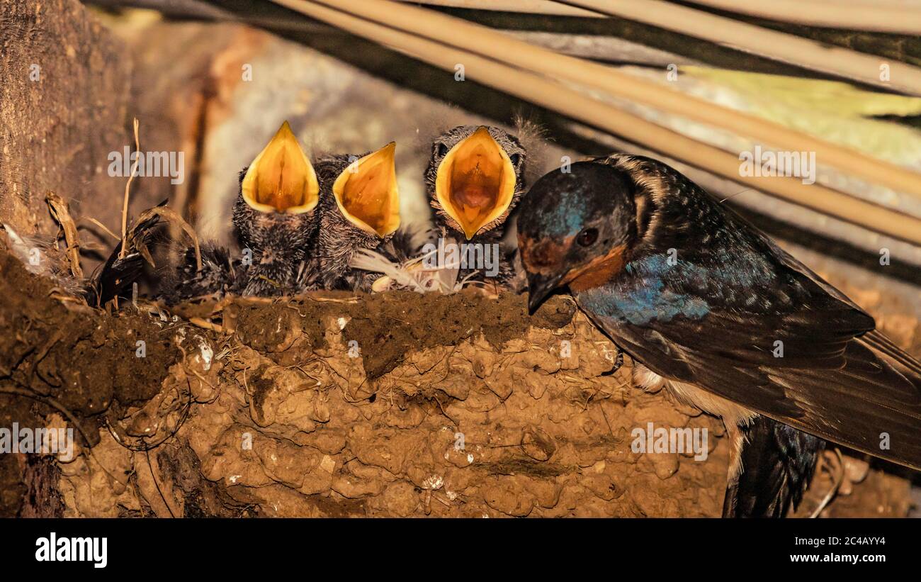 Baby swallows hi-res stock photography and images - Alamy
